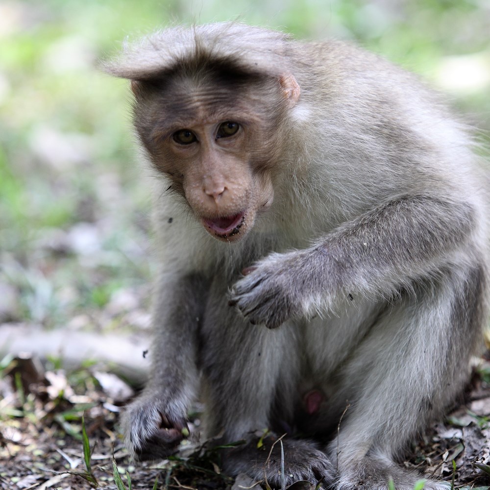 Southern India's Coastal Route: Tamil Nadu to Kerala for Solo ...